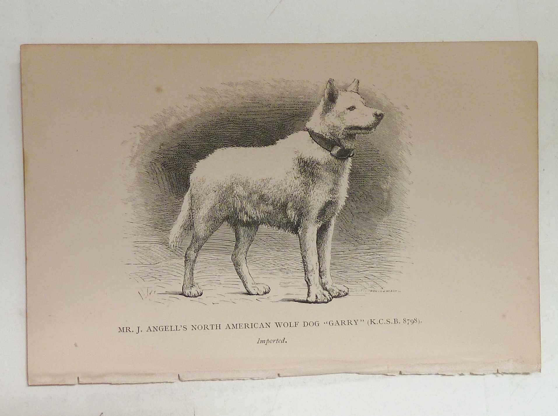 North American Wolf Dog 'Garry' (British Dogs 1883) by Hugh Dalziel ...