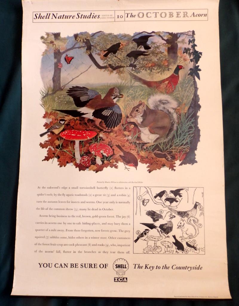 Shell Nature Study Poster; No 10. "The October Acorn".: (1956) 1st ...