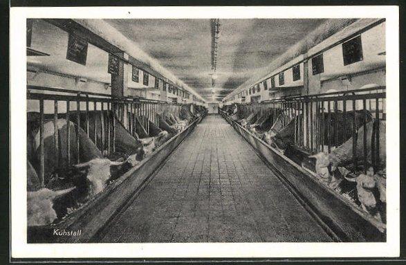 kuhstall - ZVAB
