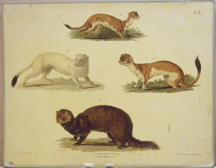 Wiesel - Hermelin - Hermelin (Winterkleid) - Jiltis (Donnola ...