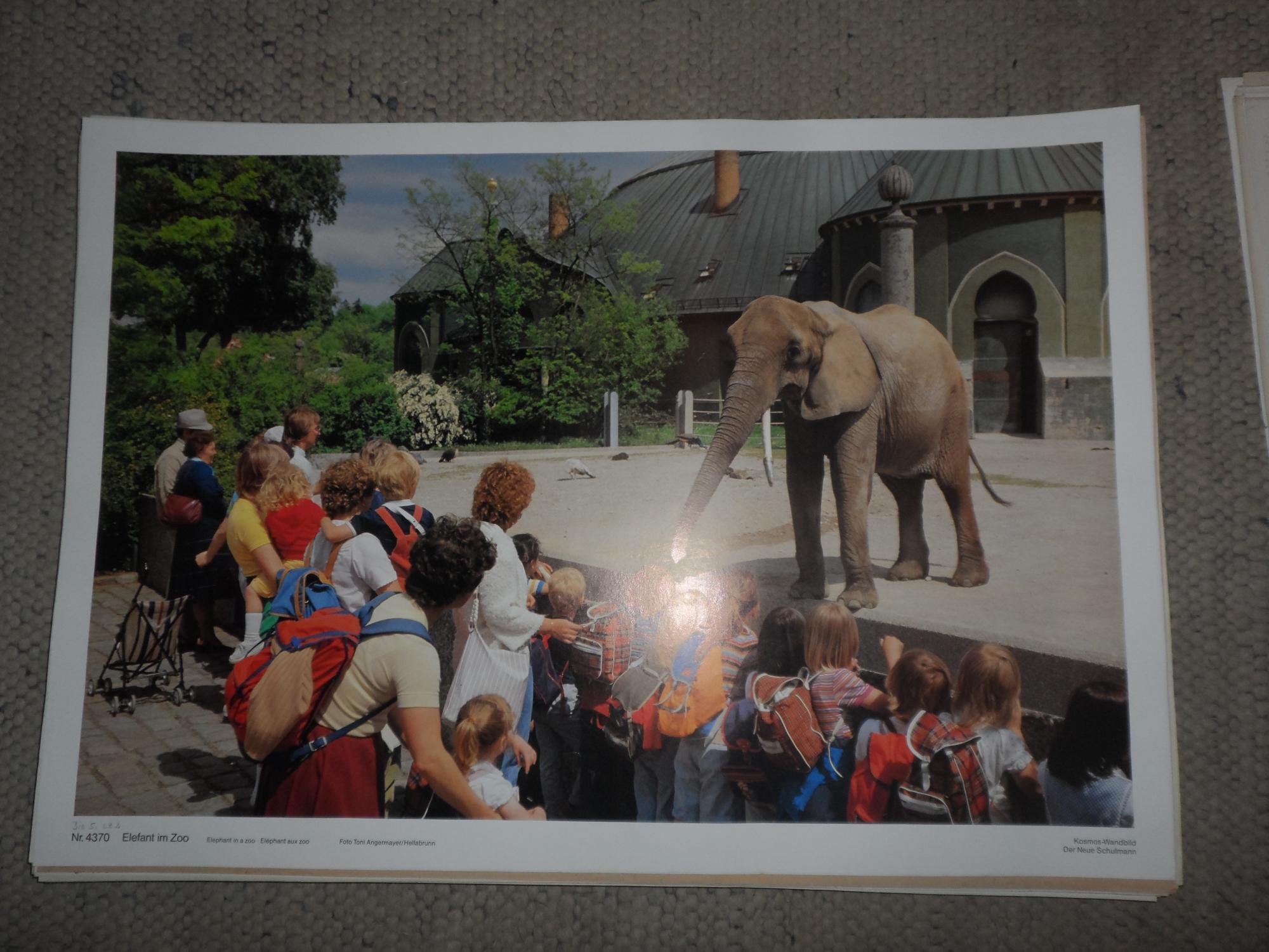 Elefant im Zoo - Foto Toni Angermayer/Hellabrunn von Schulwandbild ...