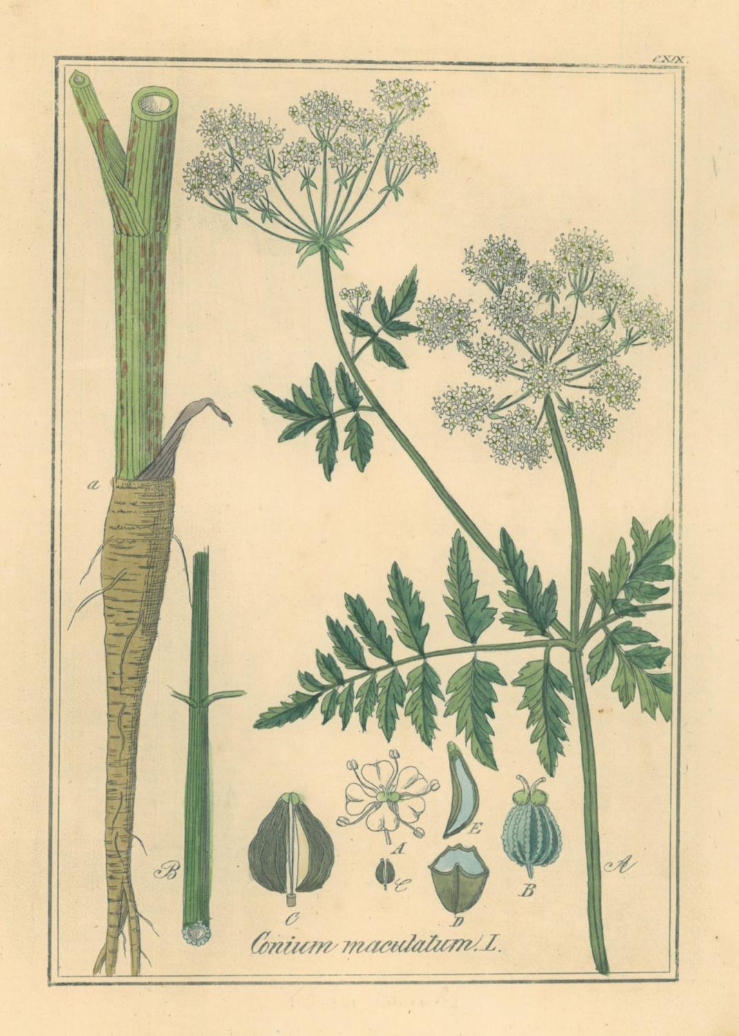 GIFTPFLANZEN. - Gefleckter Schierling. "Conium maculatum". Gefleckter ...