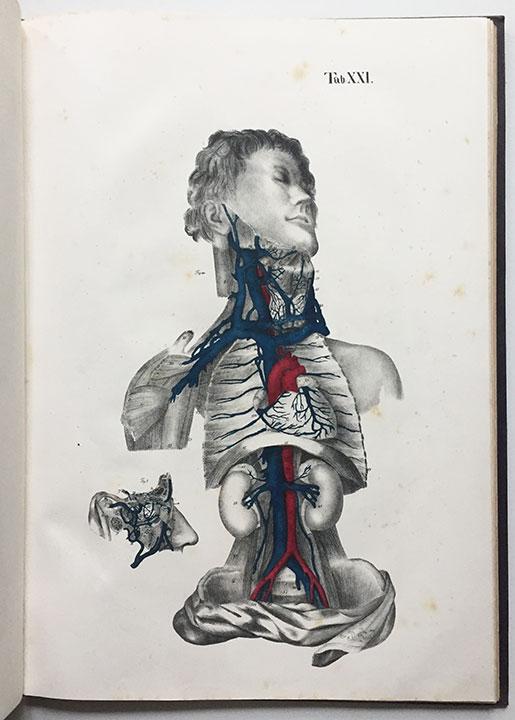 Anatomische Abbildungen oder Erläuterungstafeln zu dem Handbuche der ...