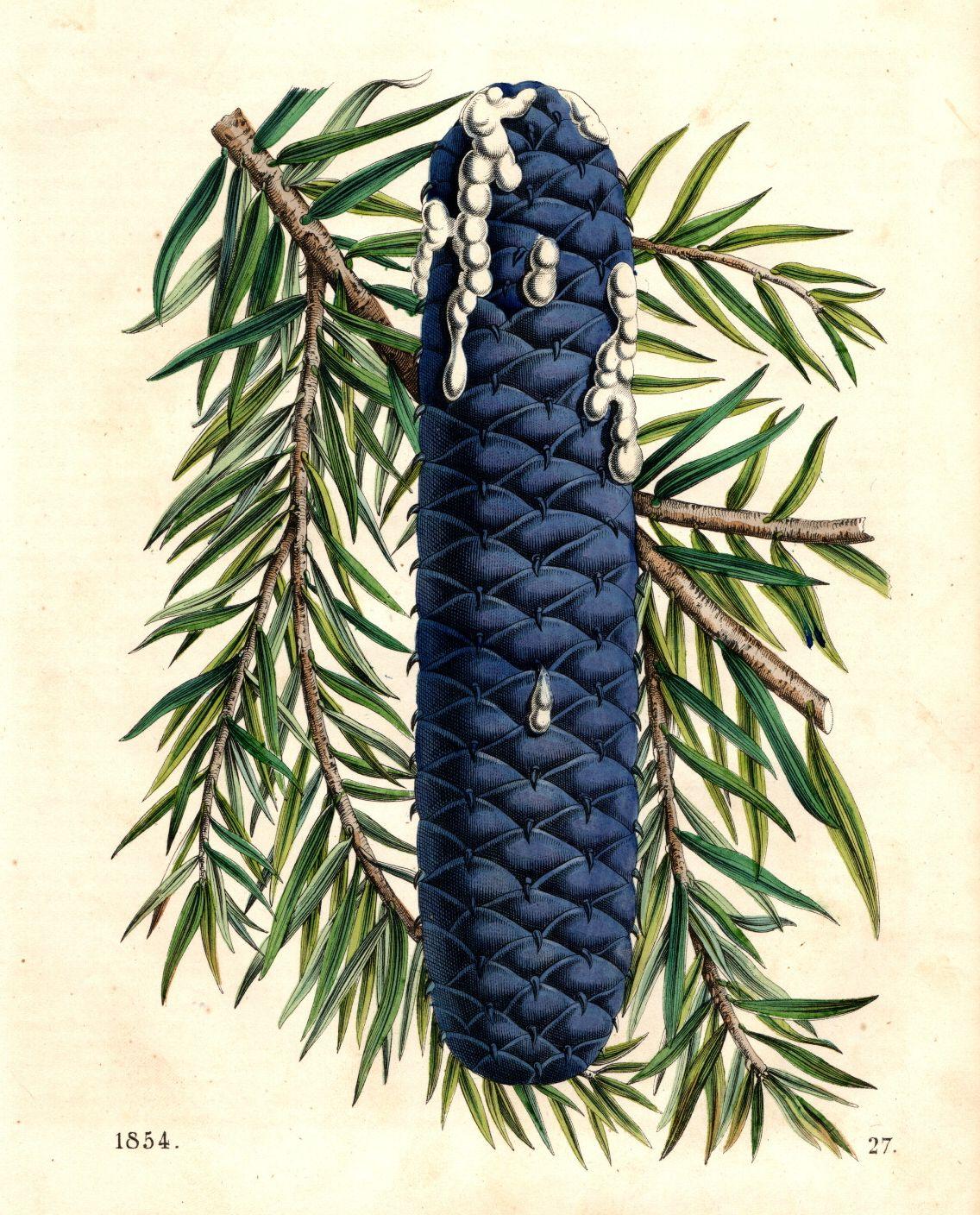 Ajan-Fichte (Picea jezoensis). Darstellung des Zapfens an einem Zweig. von Fichte: Kunst ...