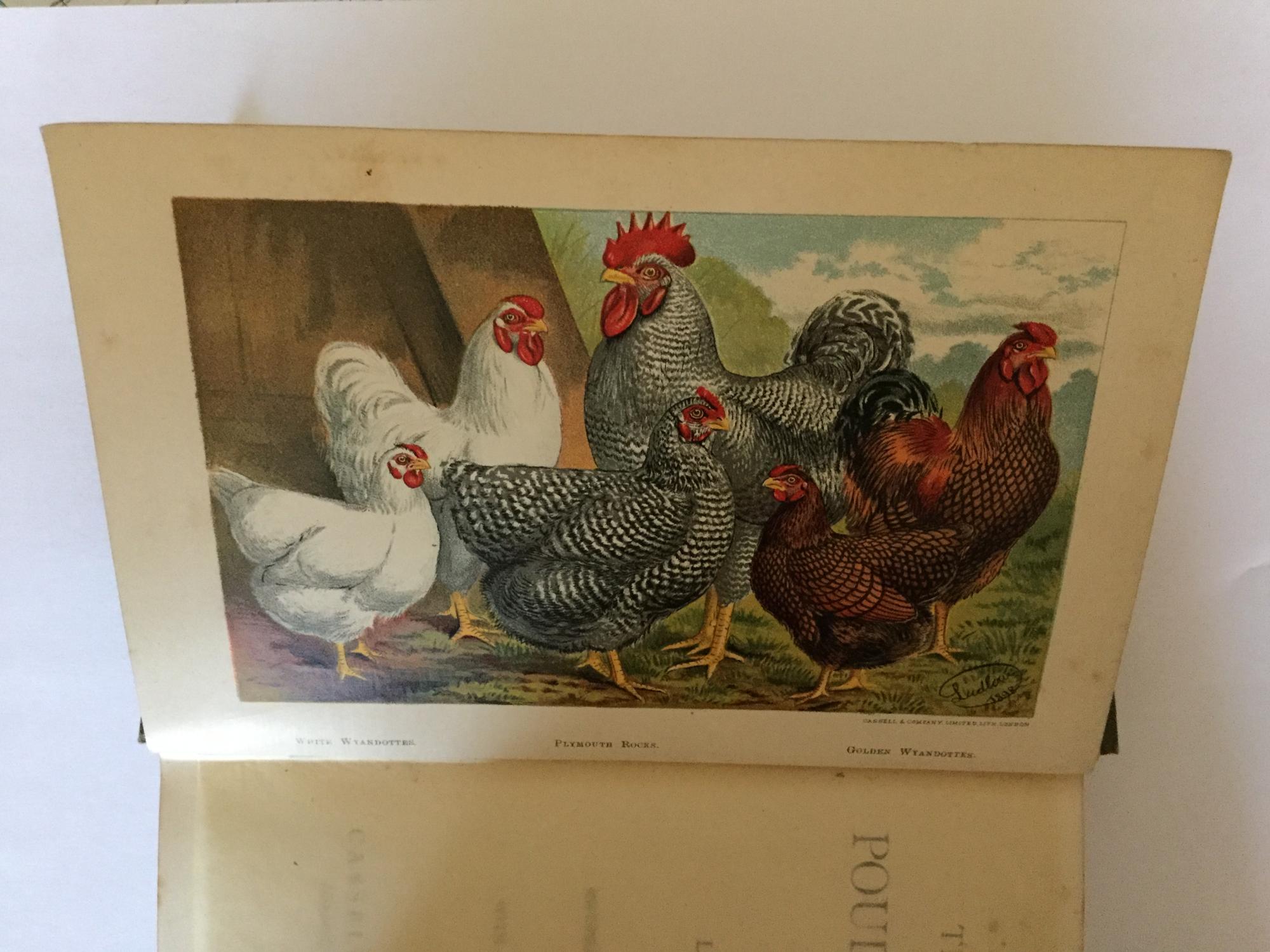 The Practical Poultry Keeper by Lewis Wright: Fine Hardcover (1899 ... The Practical Poultry Keeper by Lewis Wright: Fine Hardcover (1899 ...