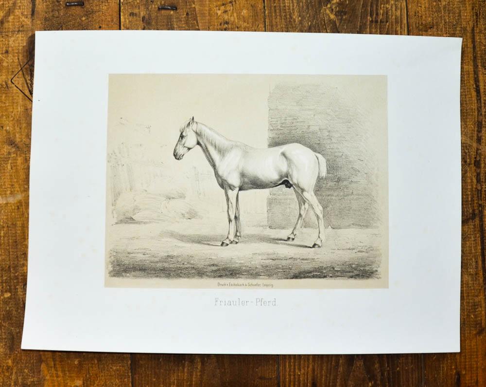 Getönte Lithographie von Schenck. Friauler-Pferd. de Pferd, Friaul ...