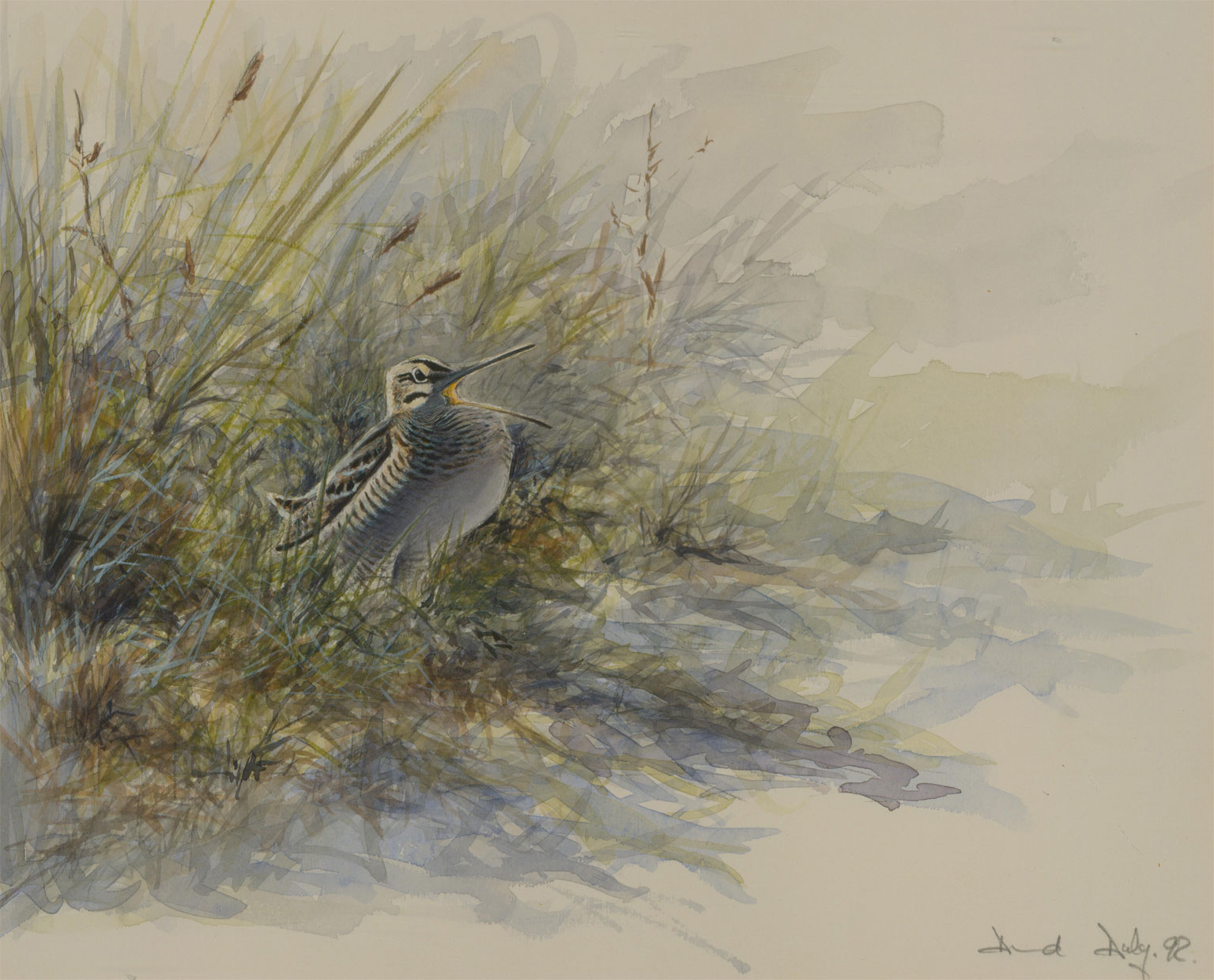 David Daly SWLA - 1992 Watercolour, Great Snipe Displaying by David ...