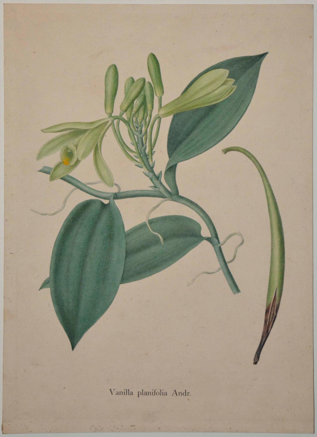 Echte Vanille. Vanilla planifolia Andr. by VANILLE -: (1890) Art ...
