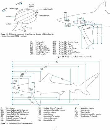 Field Guide for Sharks of the Genus Carcharhinus von Voigt, M. & Weber ...