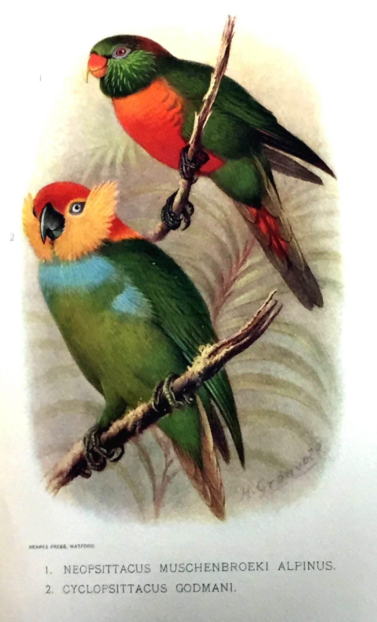 The Ibis, a quarterly journal of ornithology by [JOURNAL]: FIRST ...