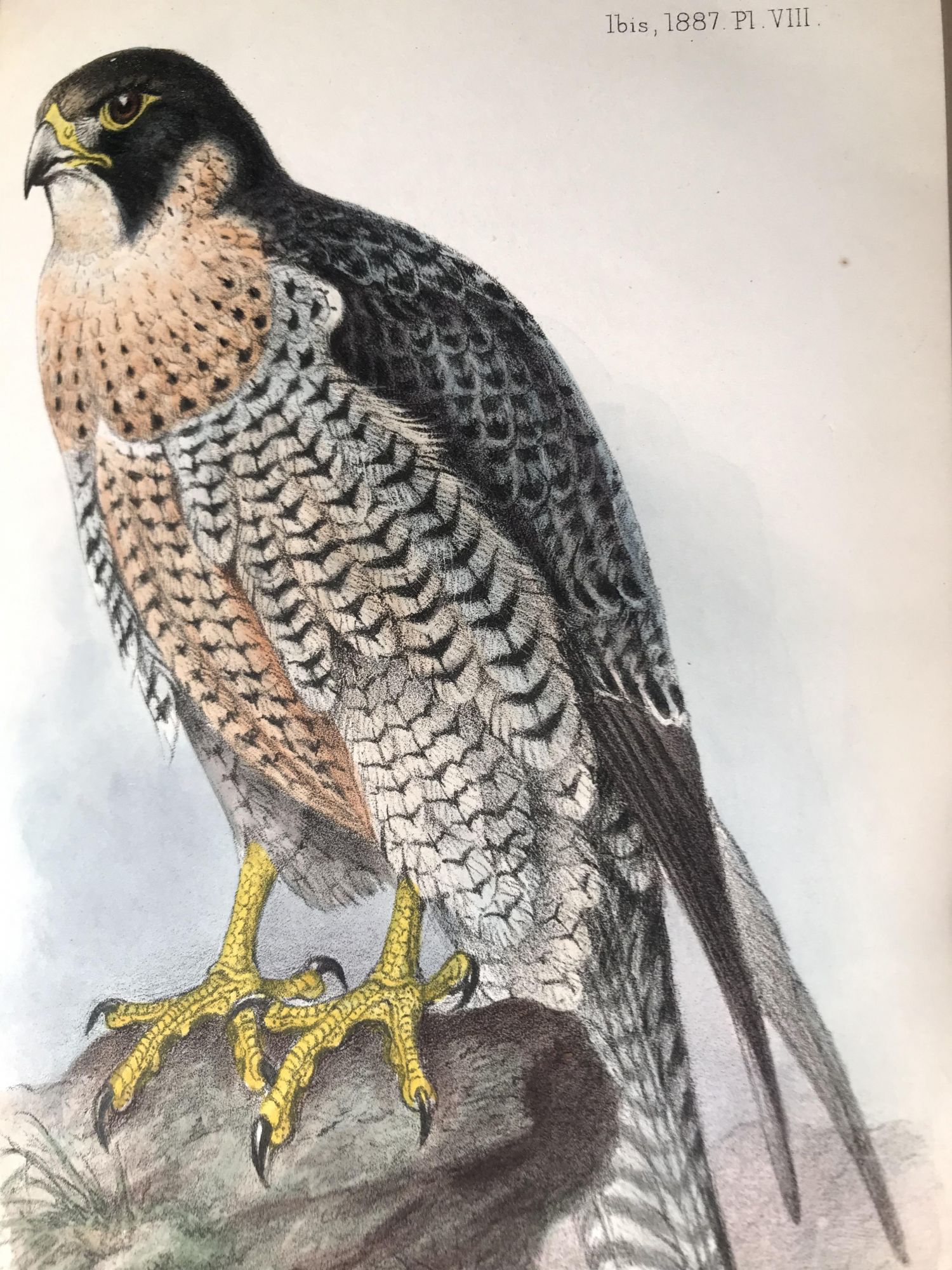 The Ibis, a quarterly journal of ornithology by [JOURNAL]: FIRST ...