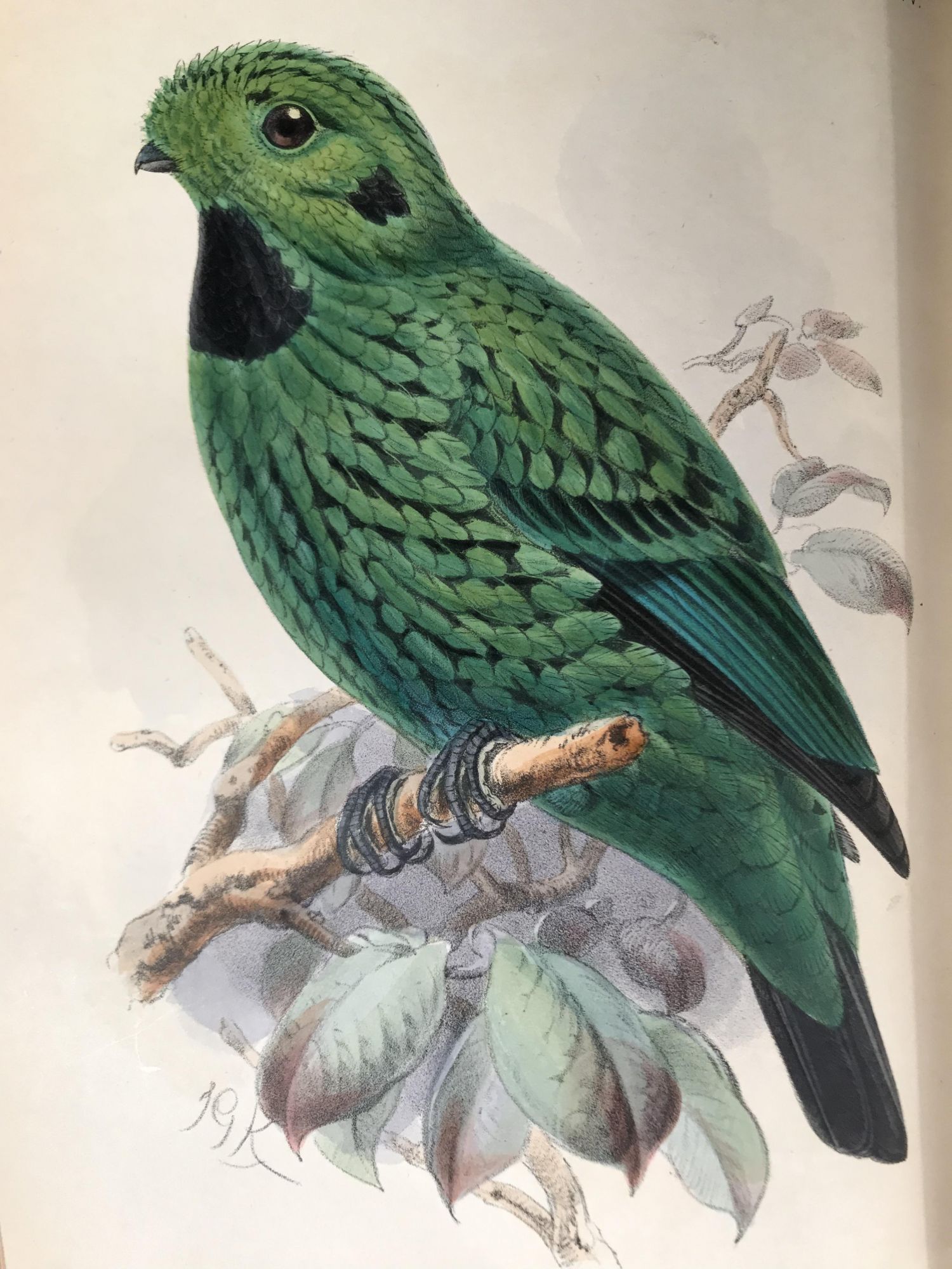 The Ibis, a quarterly journal of ornithology by [JOURNAL]: FIRST ...