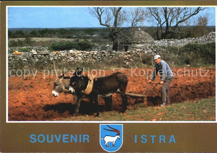 Postkarte Carte Postale Esel Tiere Pflug Istra Kazun Steinerne ...