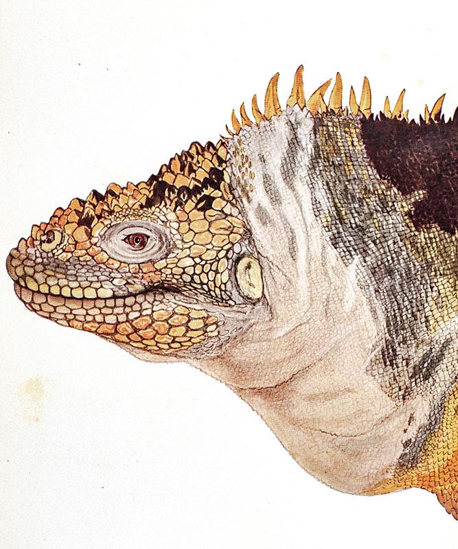 Galapagos: World's End. von Beebe, William: (1924) Signed by Author(s ...