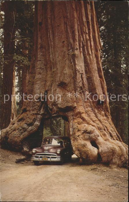 Postkarte Carte Postale 11711472 Baeume Trees Wawona Tree Mariposa ...