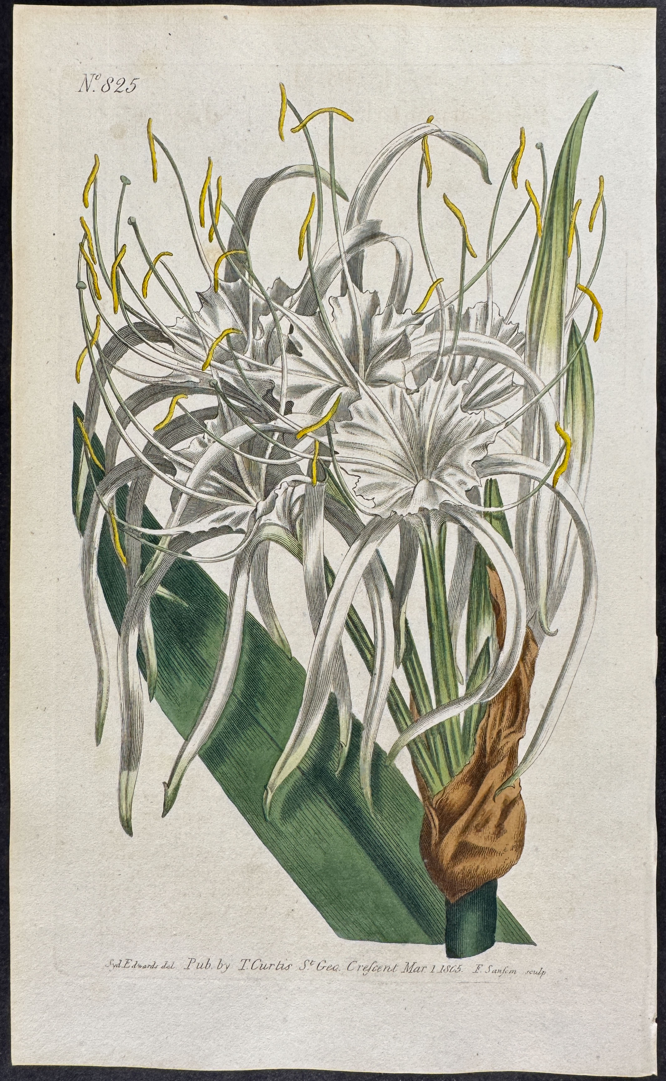 Lesser Sea-shore Pancratium de William Curtis: (1803) Arte / Grabado ...