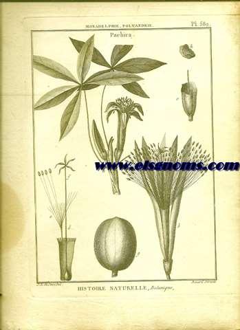 Monadelphie, Polyandre.-Pachira.-Pl.589. by SEVE,J. E. de (del) y ...