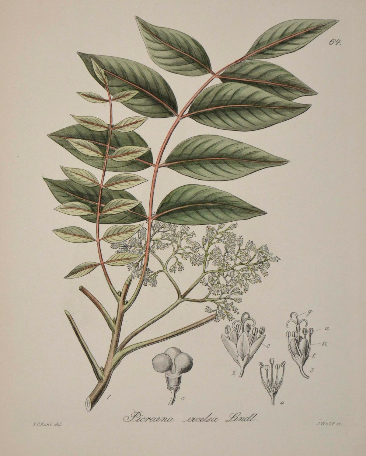 Quassia/Picrasma. Picraena excelsa. von QUASSIA.-: (1895) Kunst ...