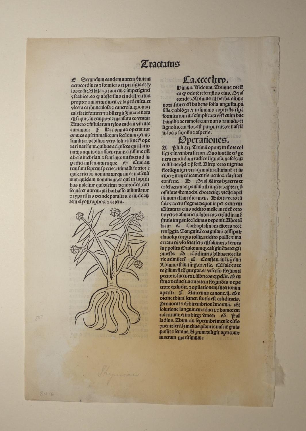 Hortus sanitatis (GW 13548, HC 8944). Cap. CCCCLXXV Thimus (Thymian ...