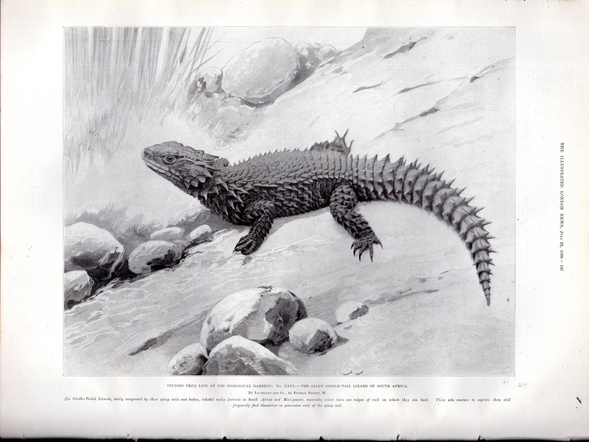 ENGRAVING: "The Giant Girdle-Tail Lizard of South Africa".engraving ...