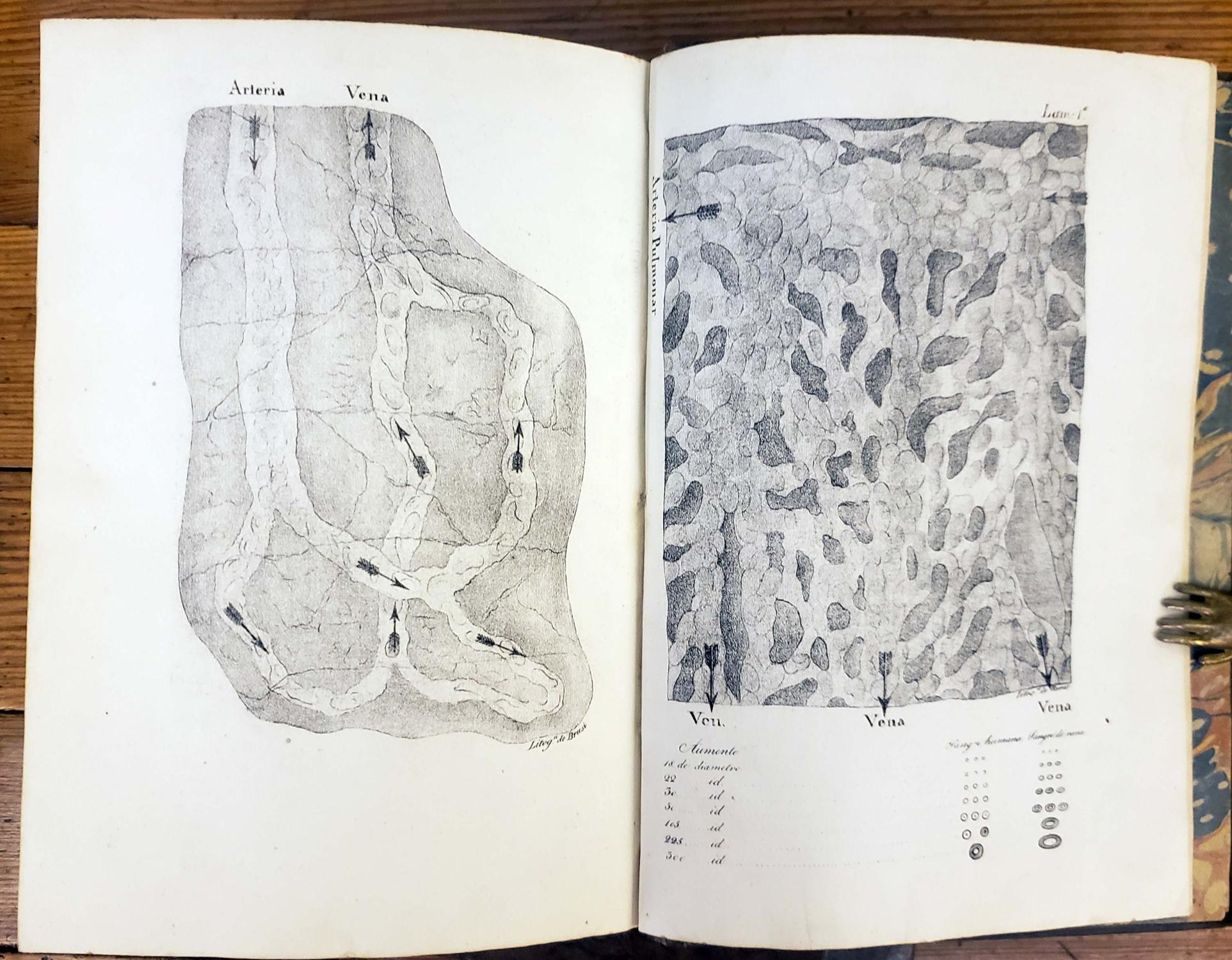 Compendio Elemental de Fisiología by François Magendie: Muy bien ...