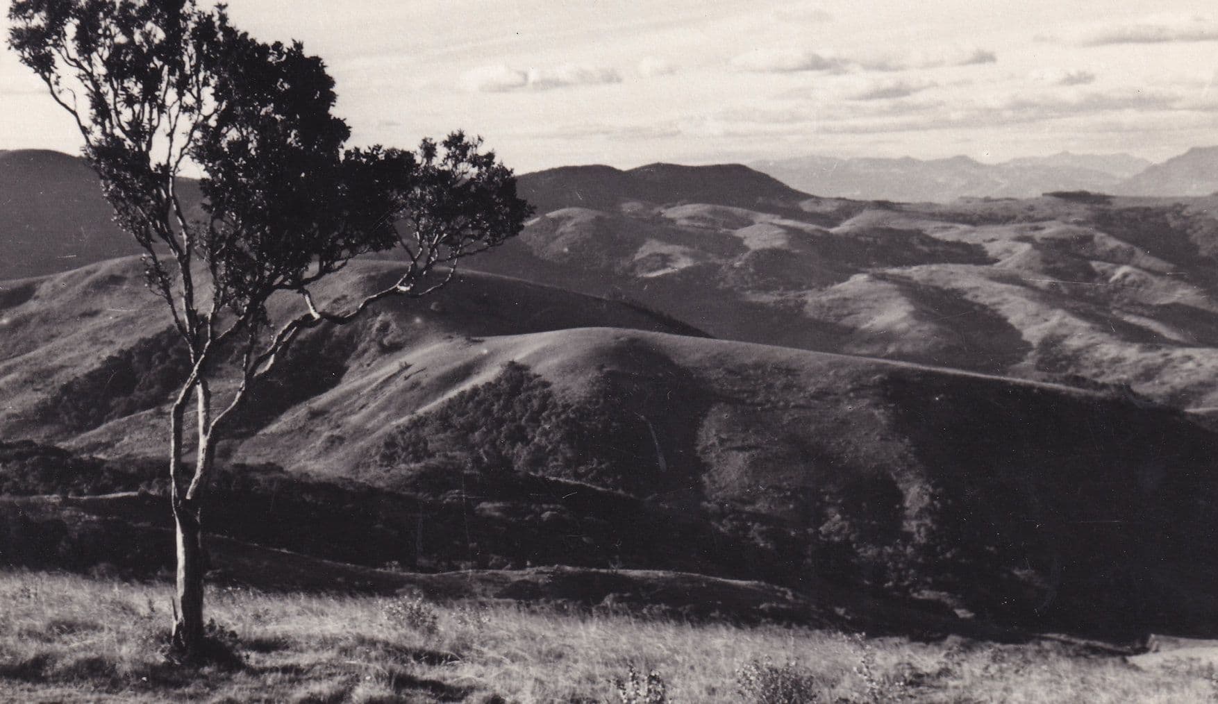 Crooked Tree at Vumba Mountains Southern Rhodesia Real Photo Postcard ...