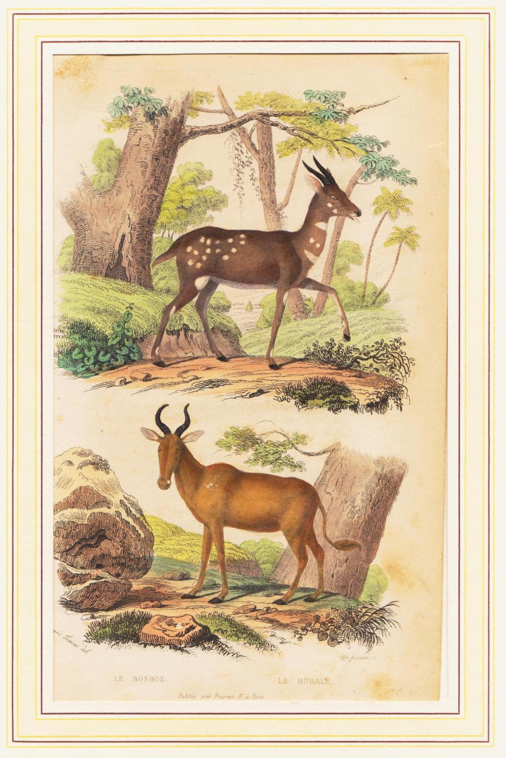 Reh, Rentier, Elch, Hirsch, Rehbock. 5 Waldtiere auf 2 Tafeln. Gestoch ...