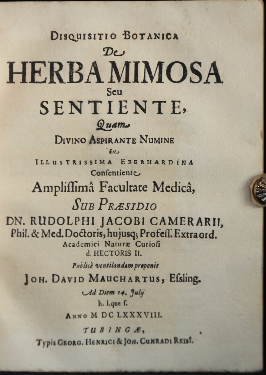 Disquisitio Botanica De Herba Mimosa Seu Sentiente / Quam . Sub ...