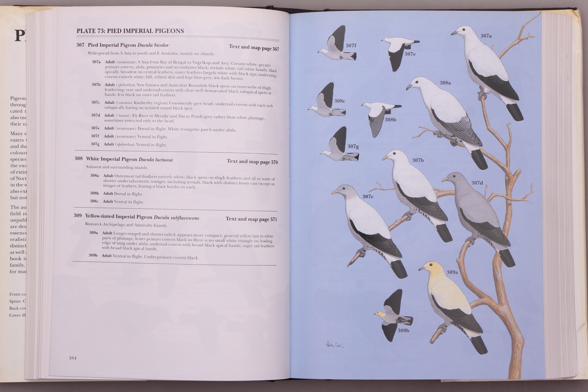 PIGEONS AND DOVES. A Guide to the Pigeons and Doves of the World by ...