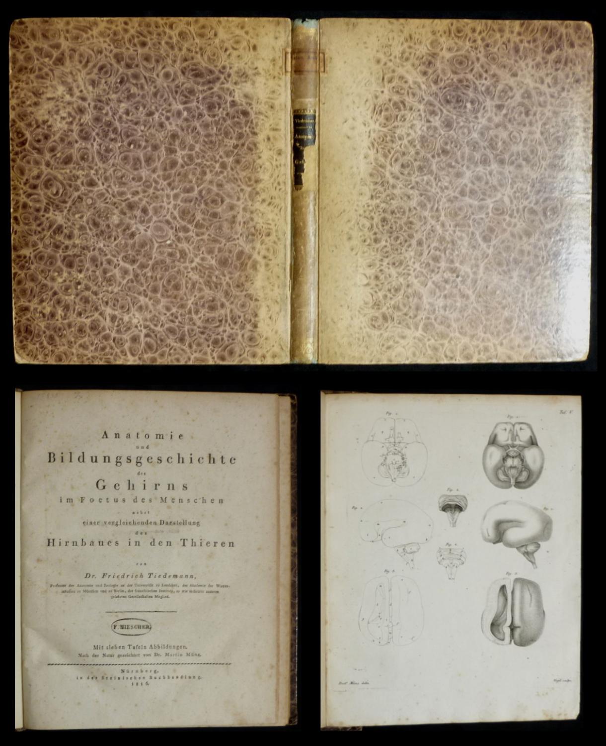 Anatomie und Bildungsgeschichte des Gehirns im Foetus des Menschen ...