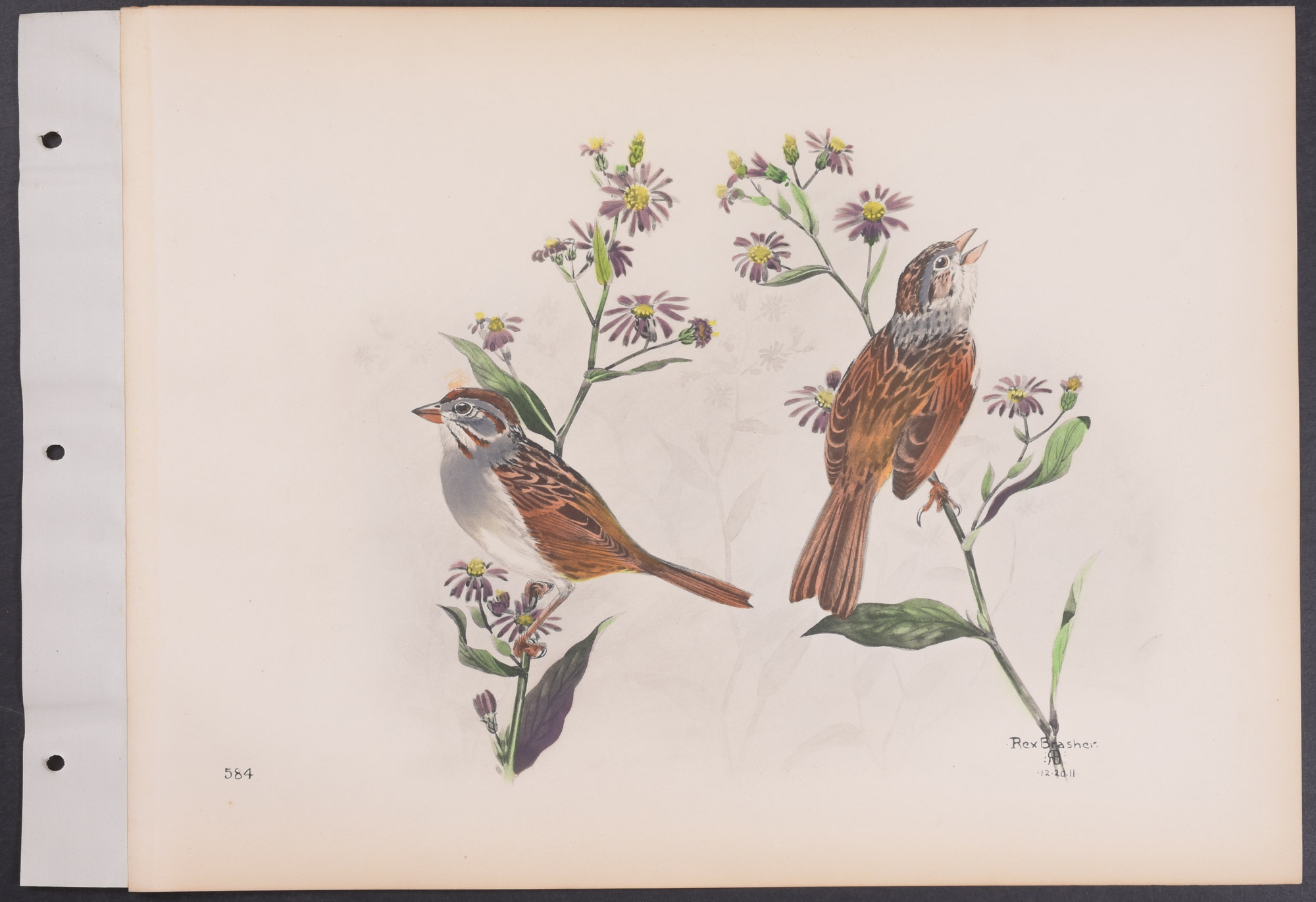 Swamp Sparrow by Rex Brasher: (1931) Art / Print / Poster | Trillium ...