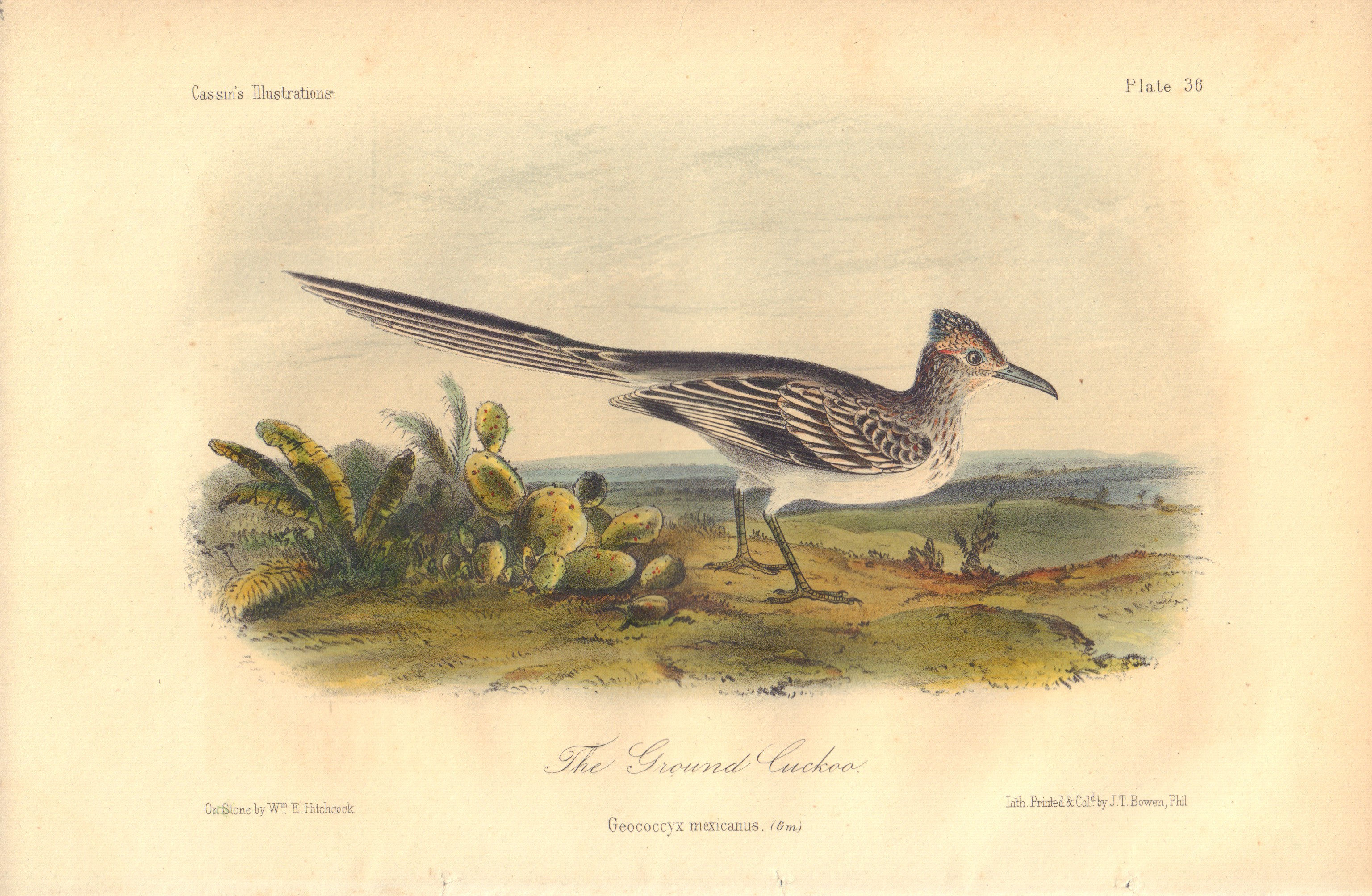 The Ground Cuckoo: Geococcyx mexicanus by John Cassin: (1856) First ...
