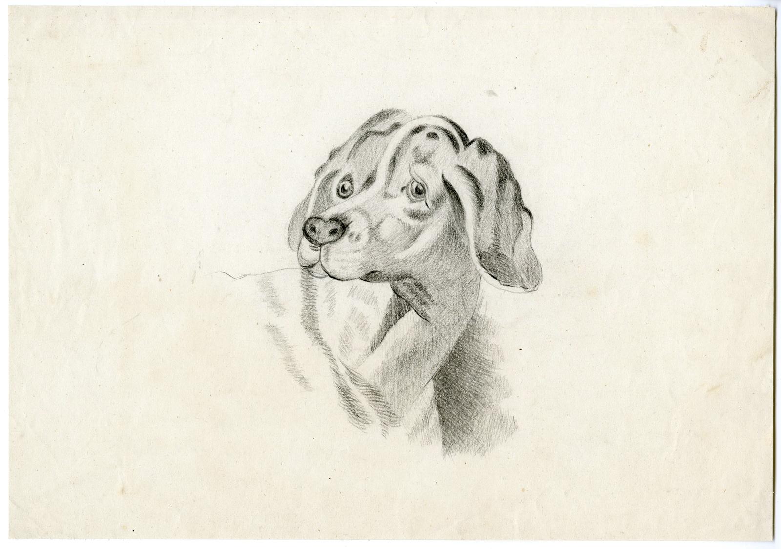 ORIGINAL DRAWING-DOG ANONYMOUS, c. 1850: (1850) Kunst / Grafik / Poster ...