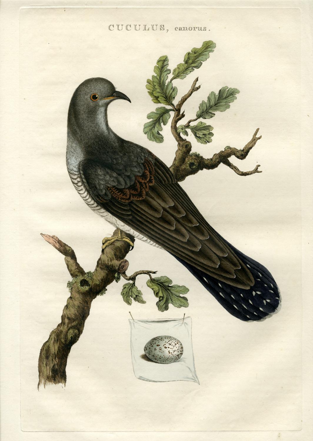 COMMON CUCKOO-CUCULUS CANORUS-EGG 'Cuculus canorus' SEPP and NOZEMAN ...