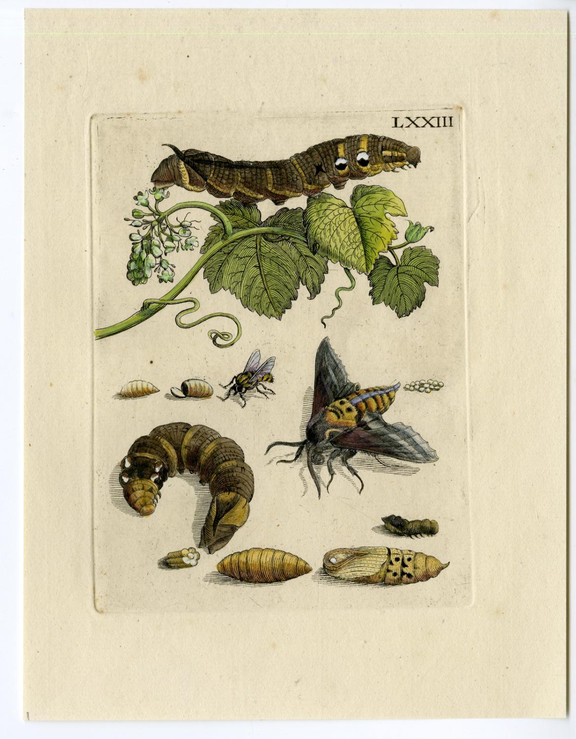 Antique Print-INSECTS-GRAPE-BLOSSOM-CATERPILLAR-MOTH-PL. LXXIII-MERIAN ...