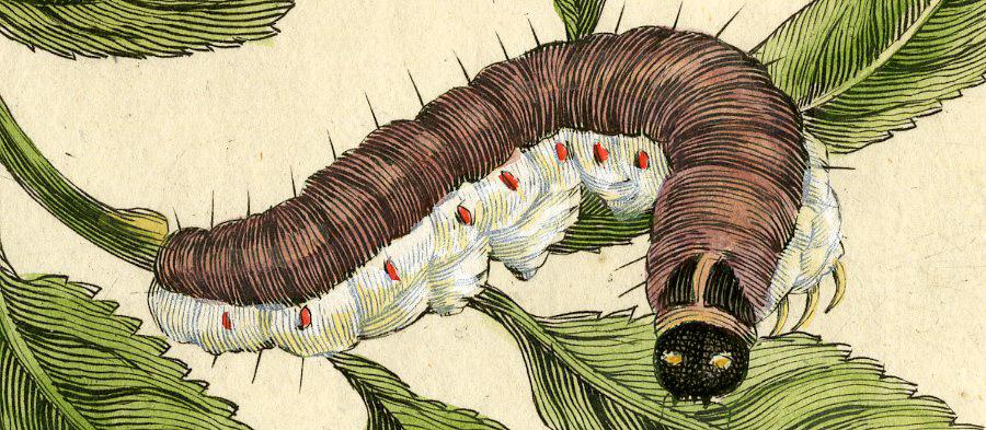 Antique Print-INSECTS-WILLOW-SALIX-CATERPILLAR-MOTH-LEAF-PL.CXXXVII ...