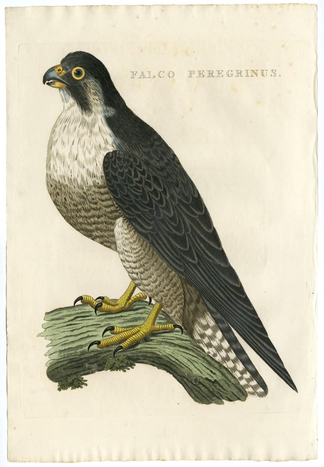 Falco peregrinus (Peregrine Falcon) SEPP and NOZEMAN, 1770: (1770 ...