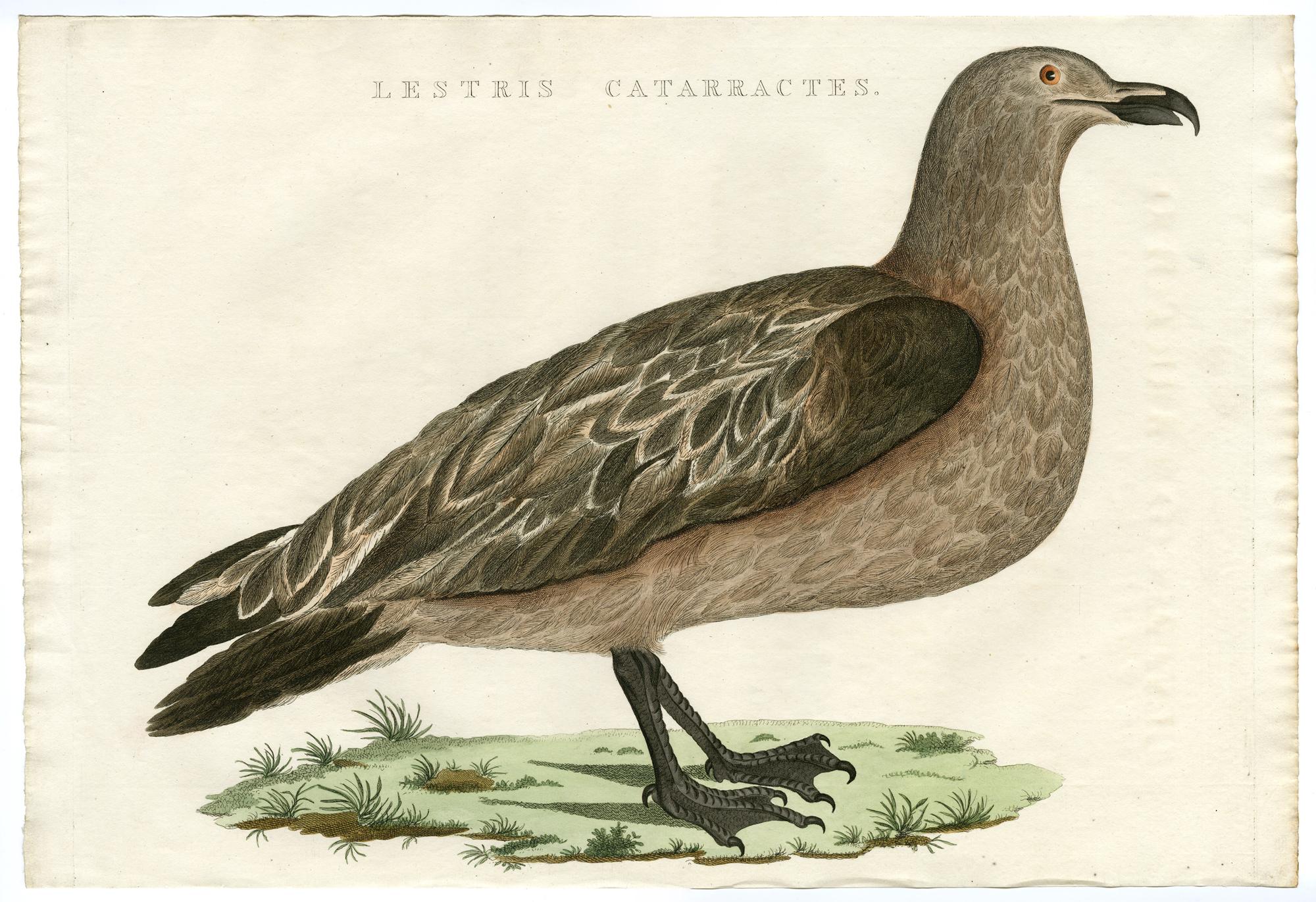 GREAT SKUA-STERCORARIUS SKUA 'Lestris catarractes' SEPP and NOZEMAN ...