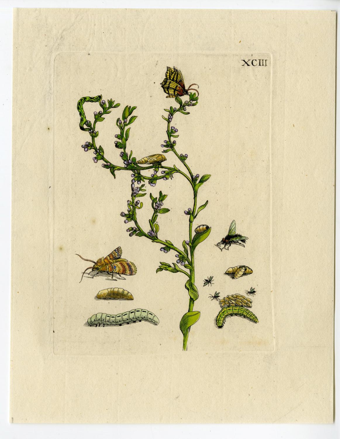 Antique Print-INSECTS-GROTE WEEGBREE-BROADLEAF PLANTAIN-PL.XCIII-MERIAN ...
