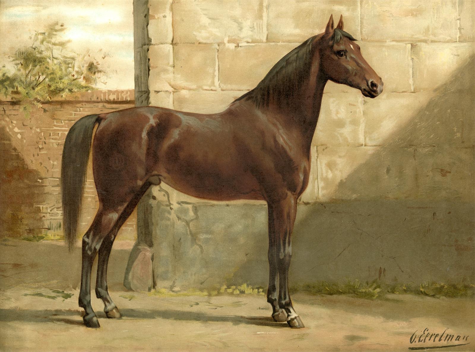 Horse-breeds-East-Prussian After EERELMAN, c.1898: (1898) Kunst ...