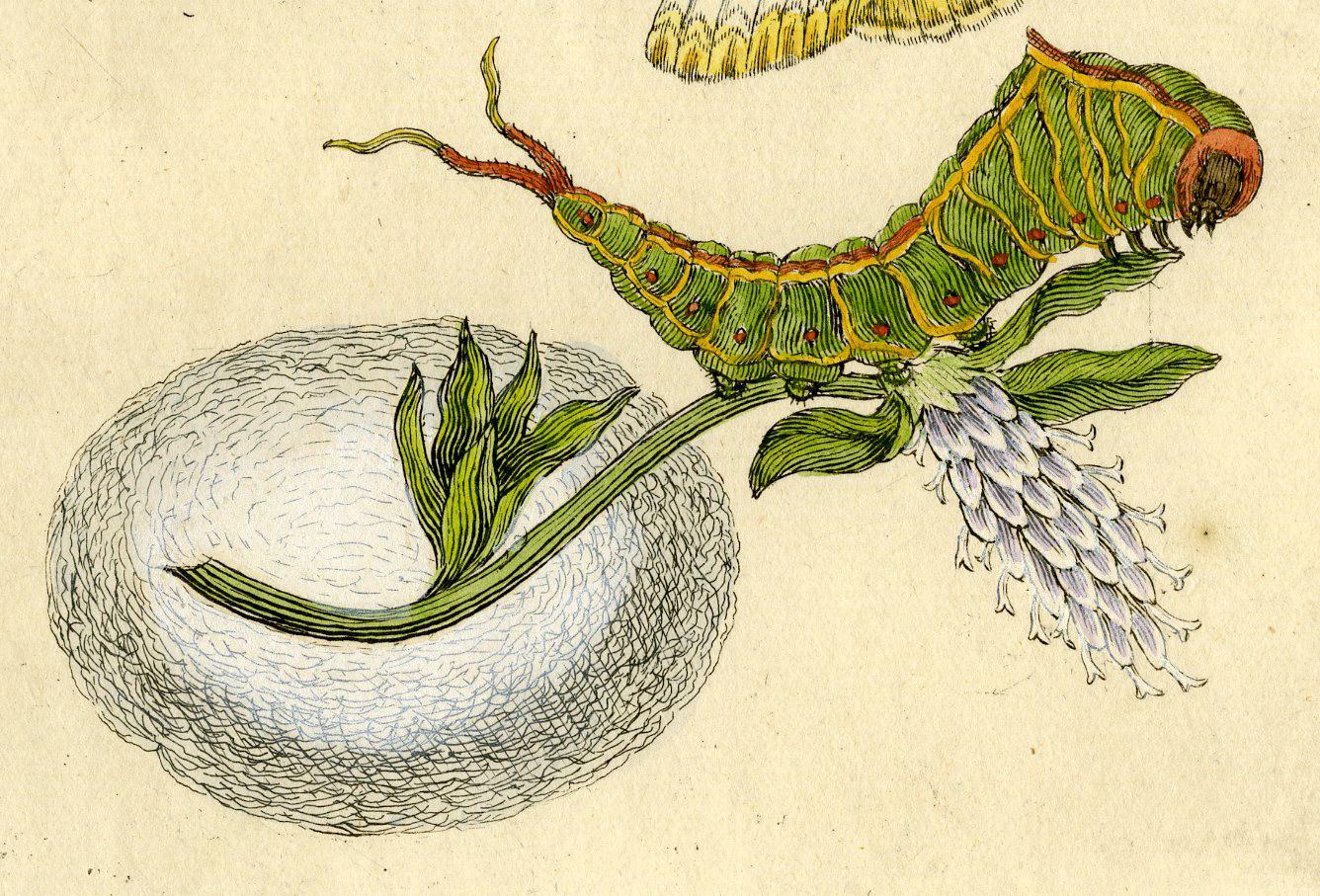 Antique Print-INSECTS-WILLOW-FLOWER-BUTTERFLY-CATERPILLAR-PL. CXL ...