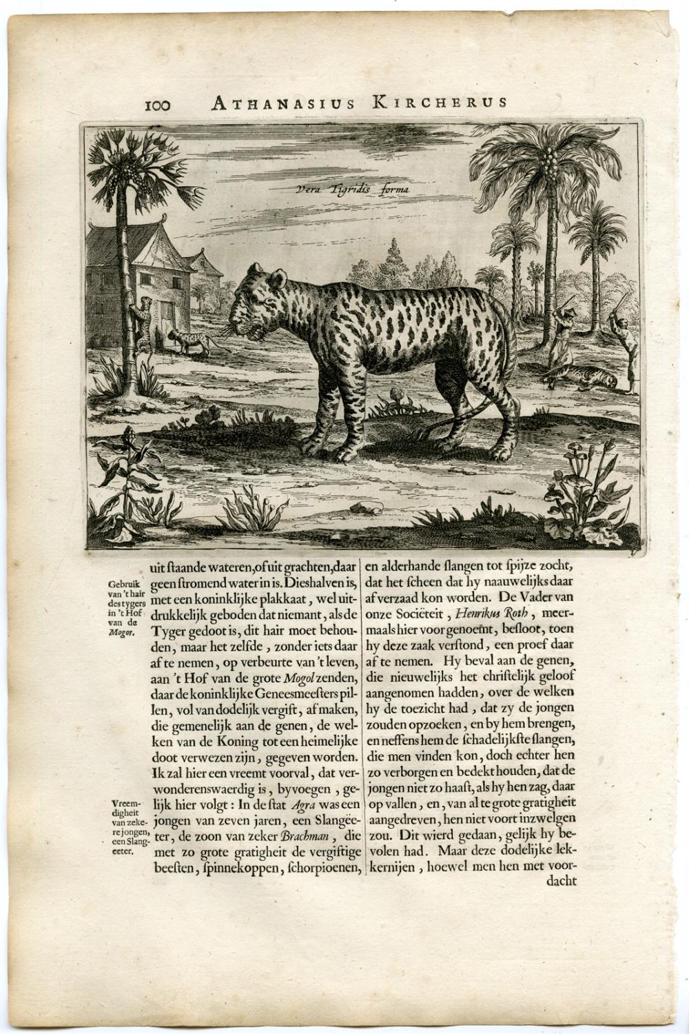 TIGER-PALM TREE-INDIA After KIRCHER, 1667: (1667) Map | Pictura Prints ...