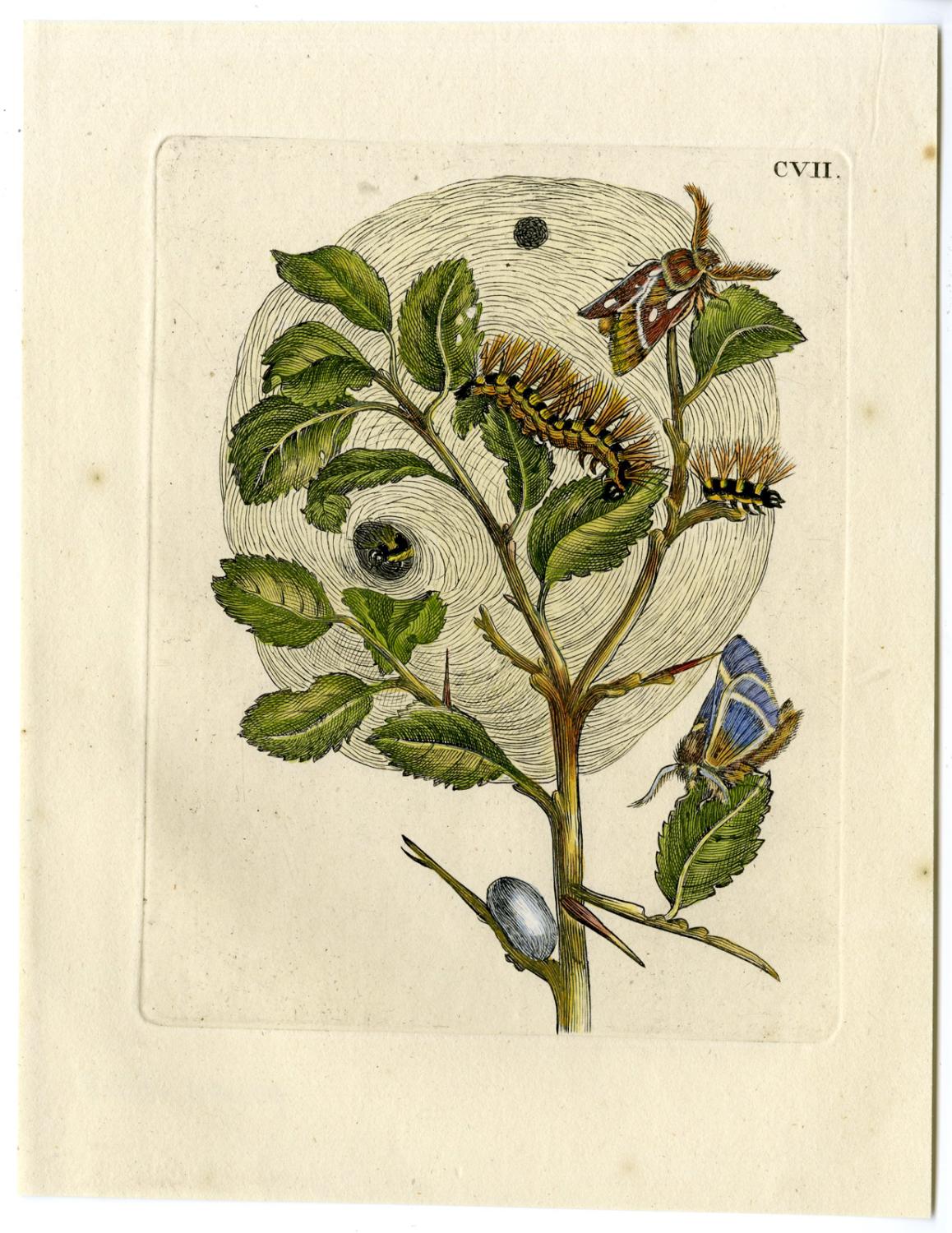 Antique Print-INSECTS-WILD-PLUM-MOTH-CATERPILLAR-PL.CVII-MERIAN after ...
