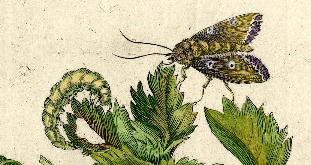 Antique Print-INSECTS-HOLLYHOCKS-ALCEA-LEAVES-CATERPILLAR-PL. CIV ...