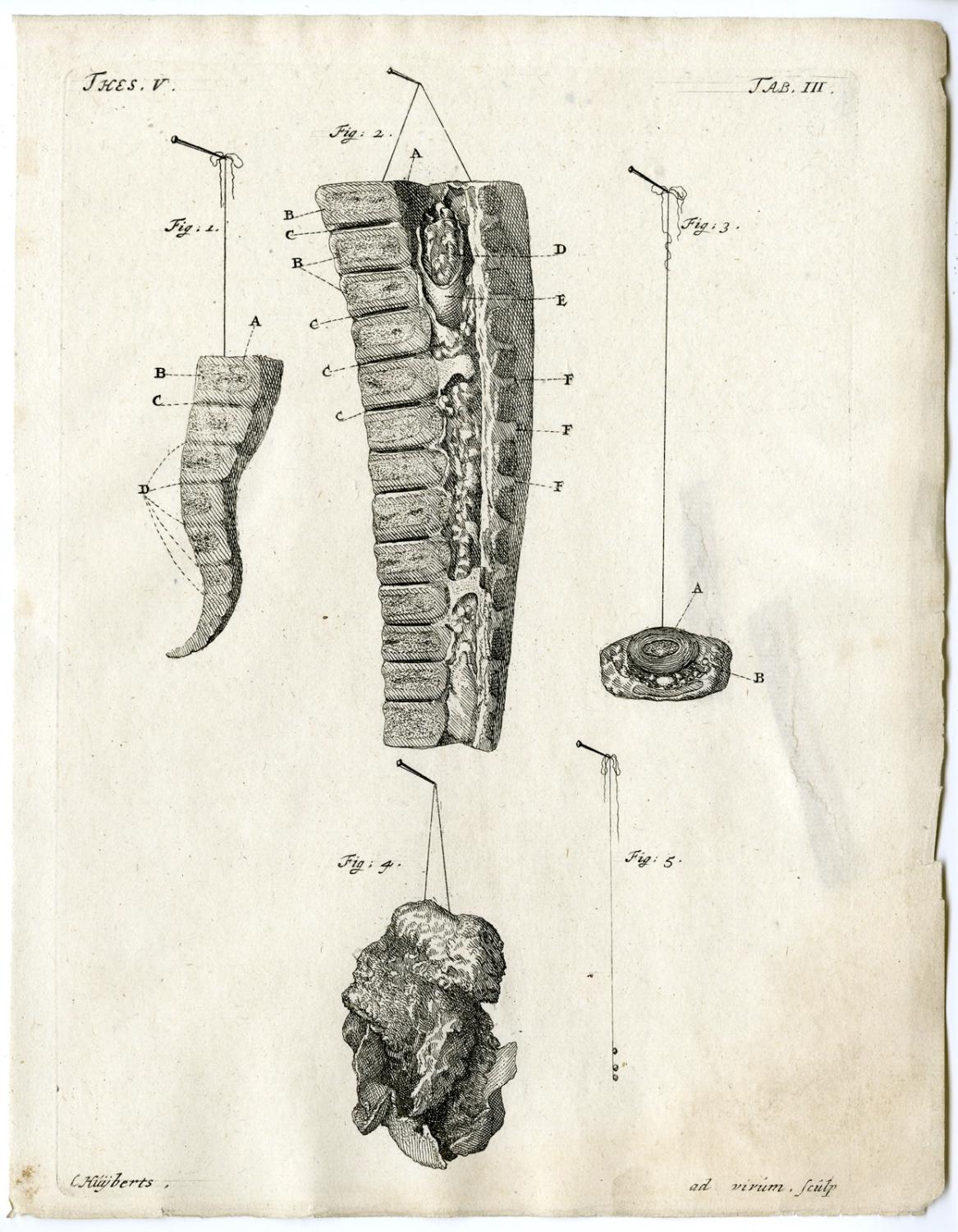 Antique Print-ANATOMY-COCCYX-VERTEBRA-FOOT-GLAND-T.III-HUIJBERTS after ...