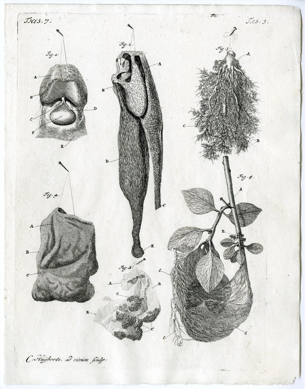 Antique Print-ANATOMY-FEMUR-LIGAMENT-TRACHEA-PLEXUS-T.3-HUIJBERTS after ...