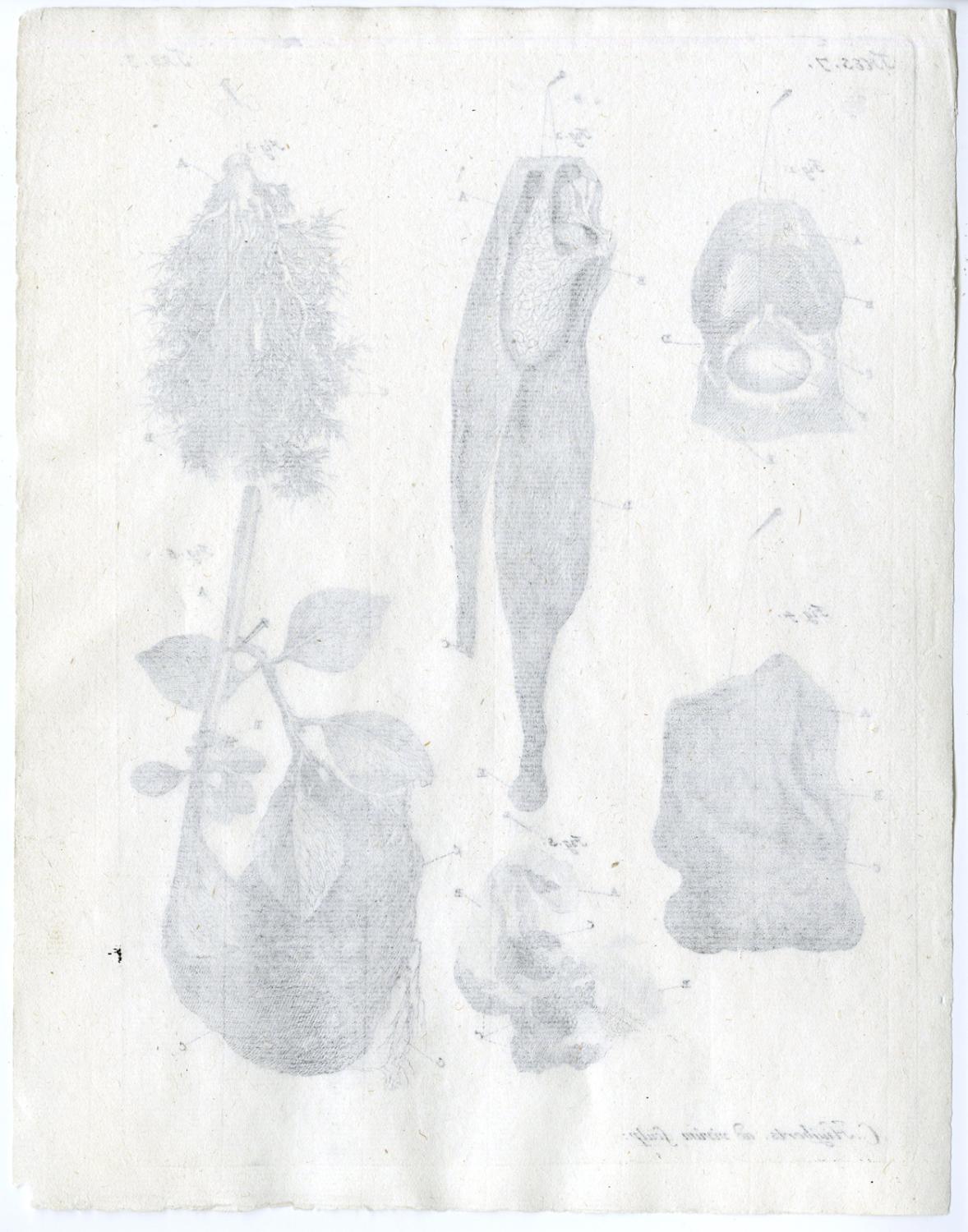 Antique Print-ANATOMY-FEMUR-LIGAMENT-TRACHEA-PLEXUS-T.3-HUIJBERTS after ...