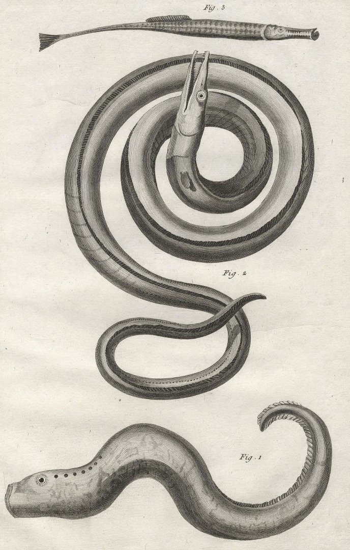 Fische, Neunauge (Petromyzontiformes), Diderot Histoire Naturelle ...