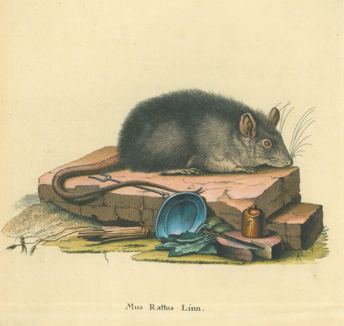 NAGETIERE. - Ratte. "Mus Rattus Linn". Eine schwarze Ratte.: Art ...