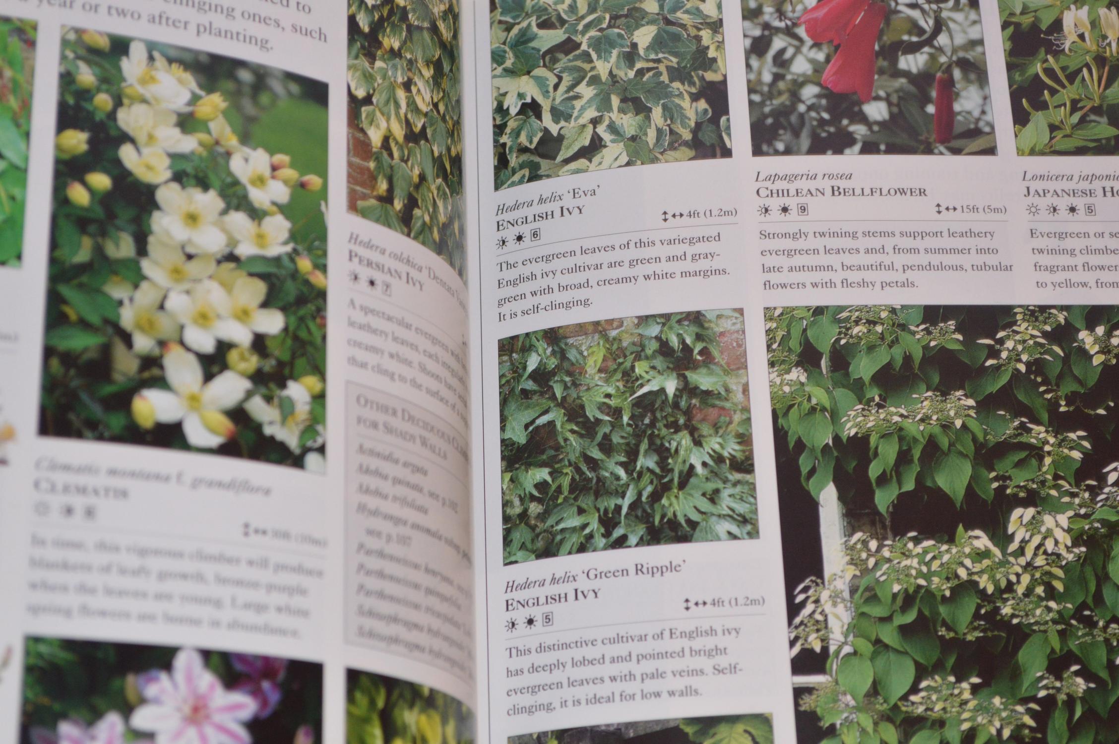 What Plant Where by Roy Lancaster: Fair Hardcover (1999) | Secondhand ...